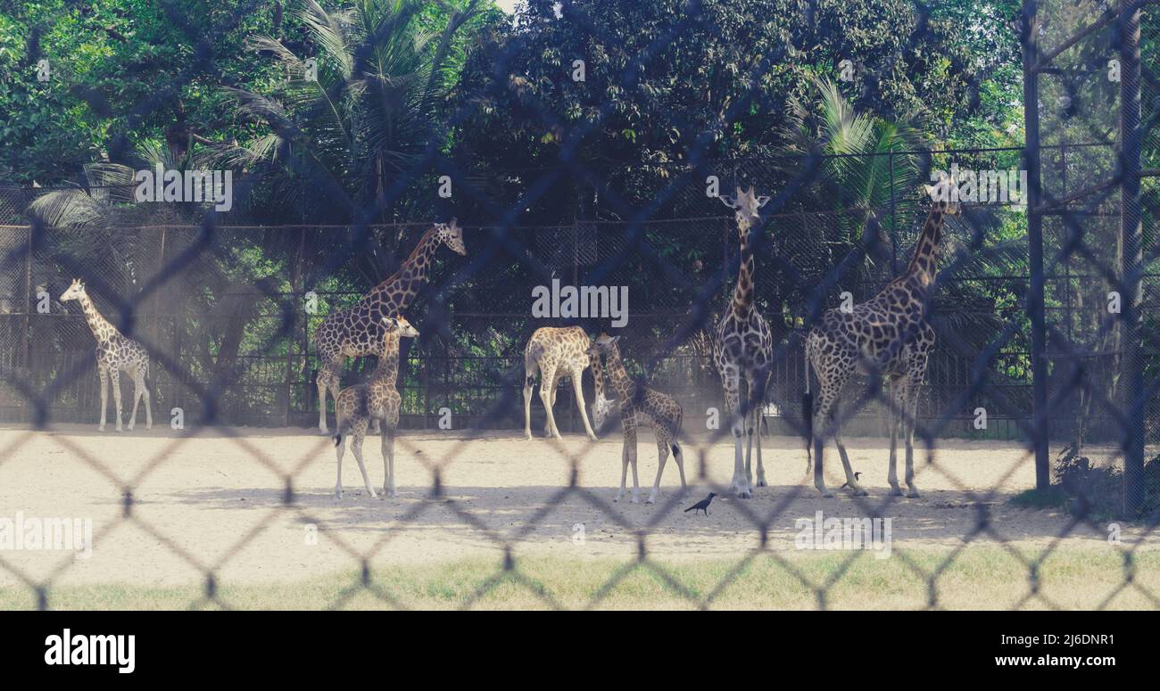 Zebra in a cage. Animals in captivity Stock Photo - Alamy