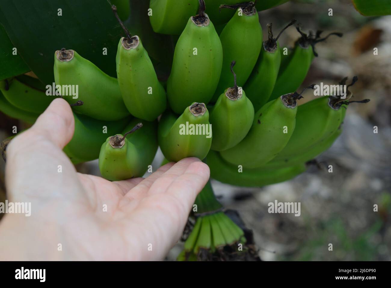Sunlit bananas hi-res stock photography and images - Alamy