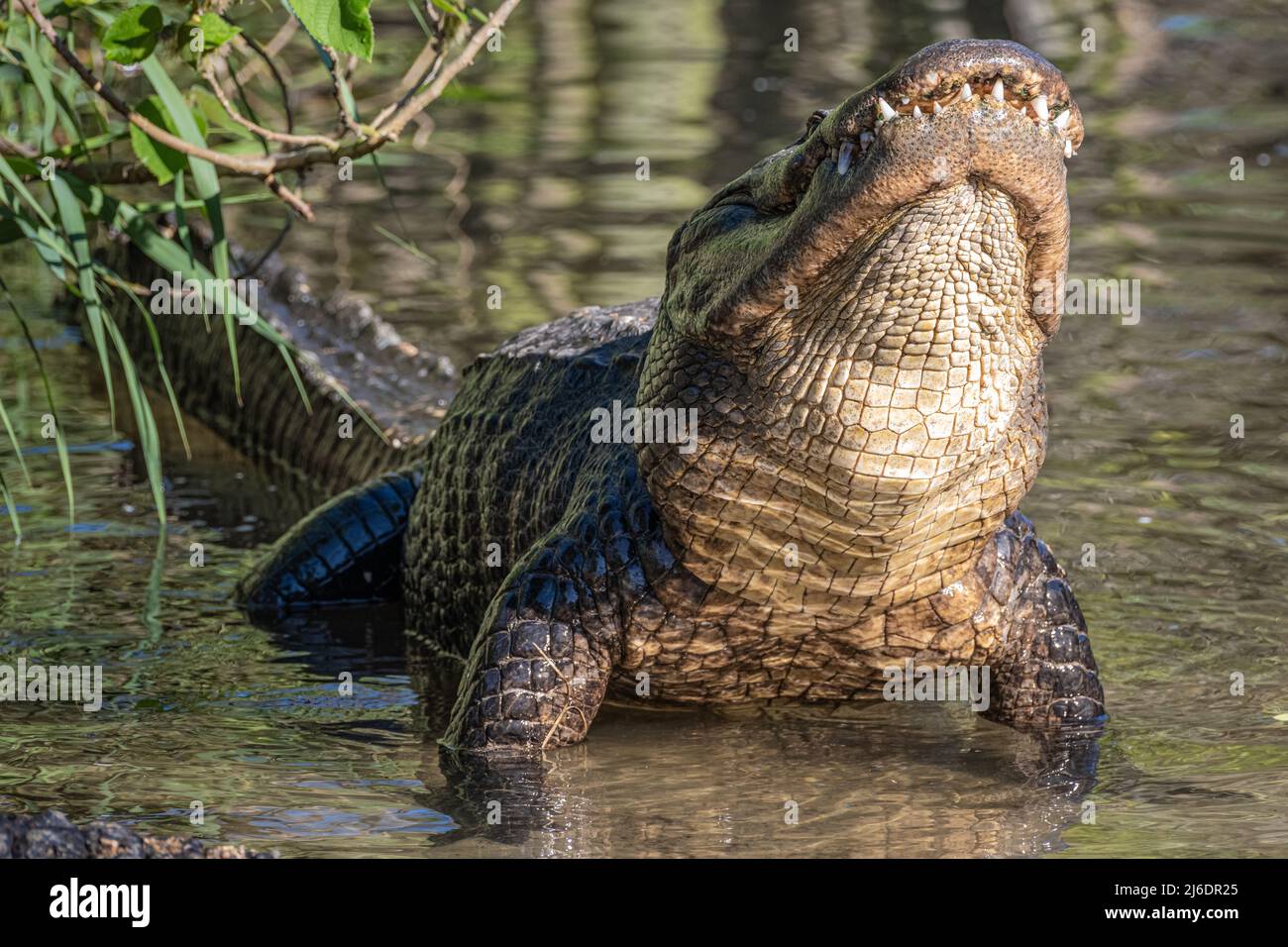 American alligator (Alligator mississippiensis) raising its head while ...