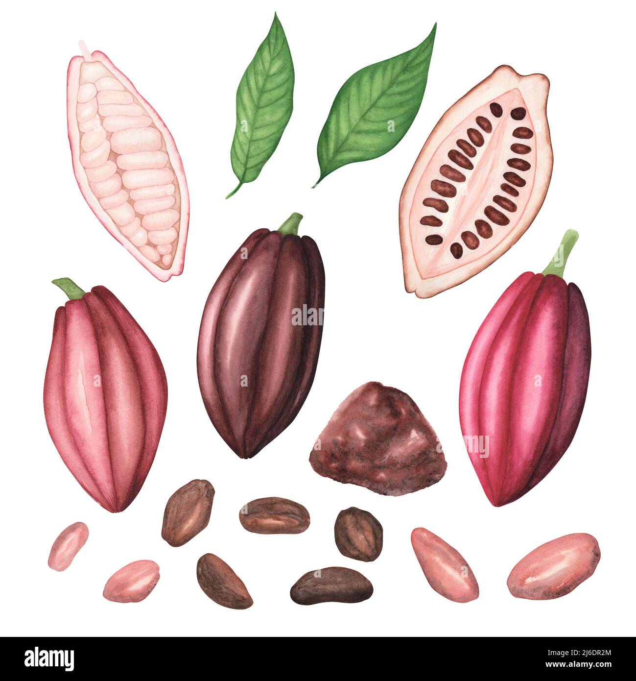 Cocoa powder drawing Cut Out Stock Images & Pictures - Alamy