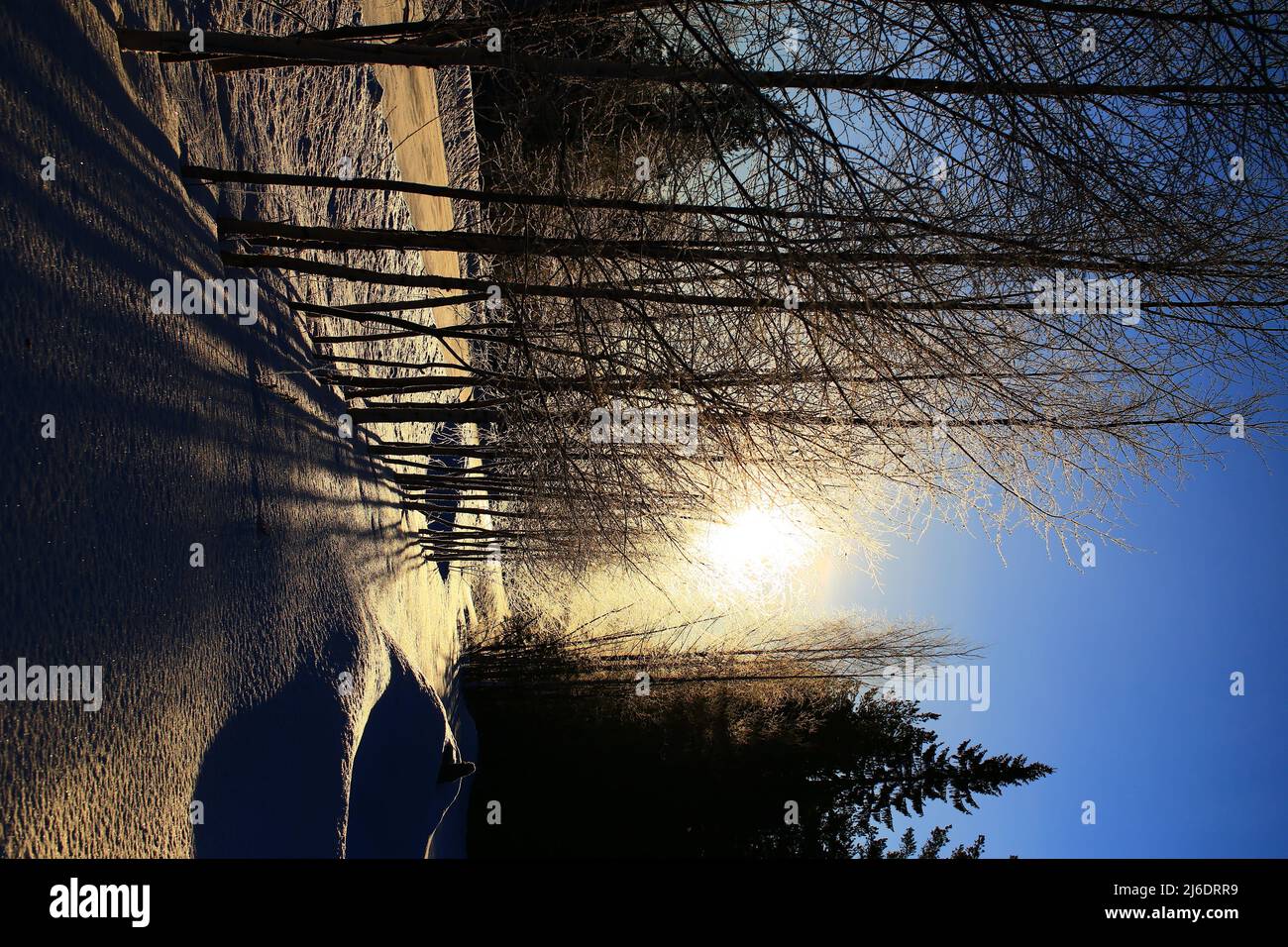 Backlit winter trees hi-res stock photography and images - Alamy