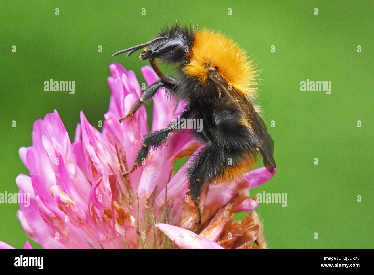 Bumble bee pollinating flower Stock Photo - Alamy