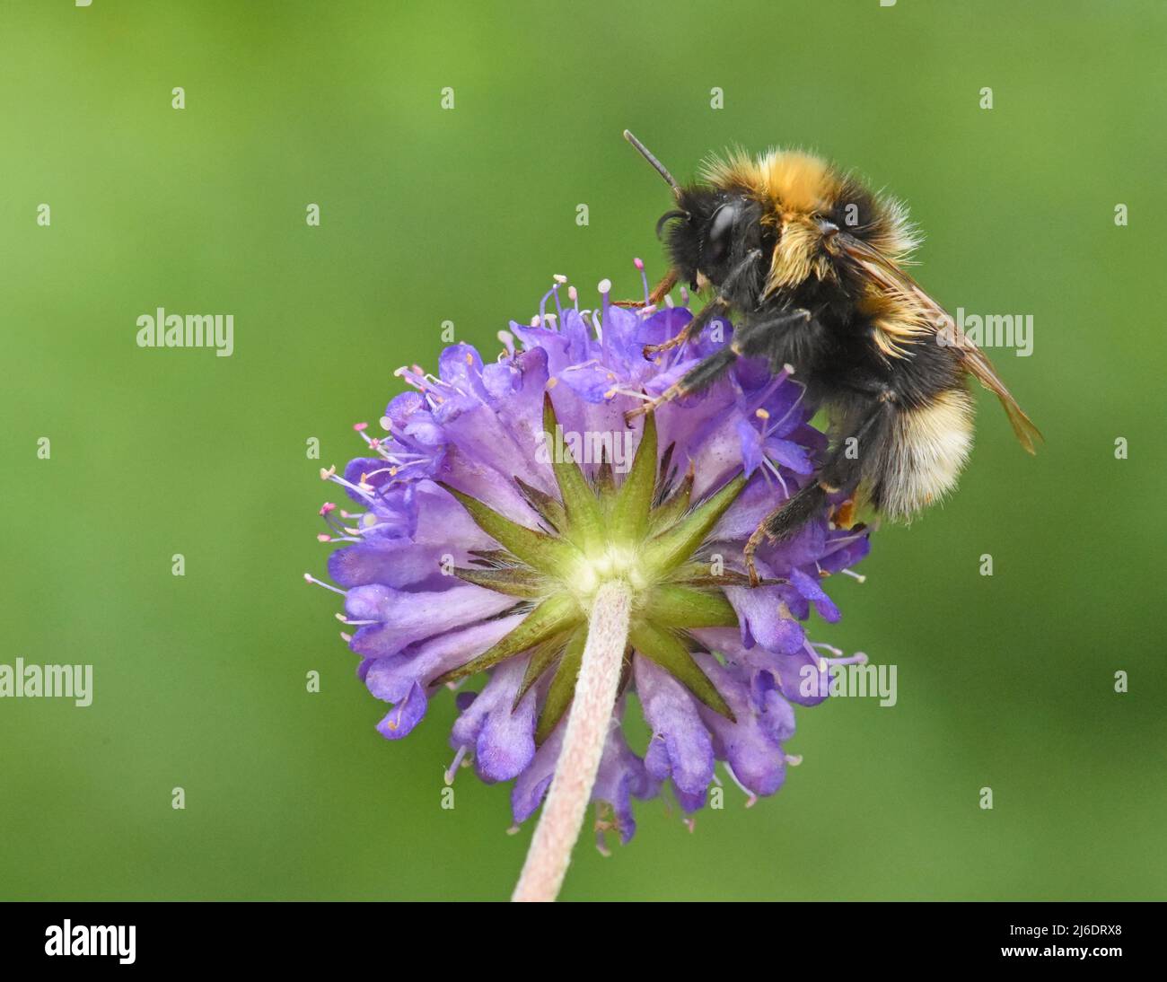 Bumble bee pollinating flower Stock Photo - Alamy