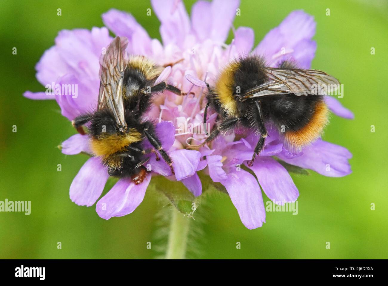 Bumble bee pollinating flower Stock Photo - Alamy
