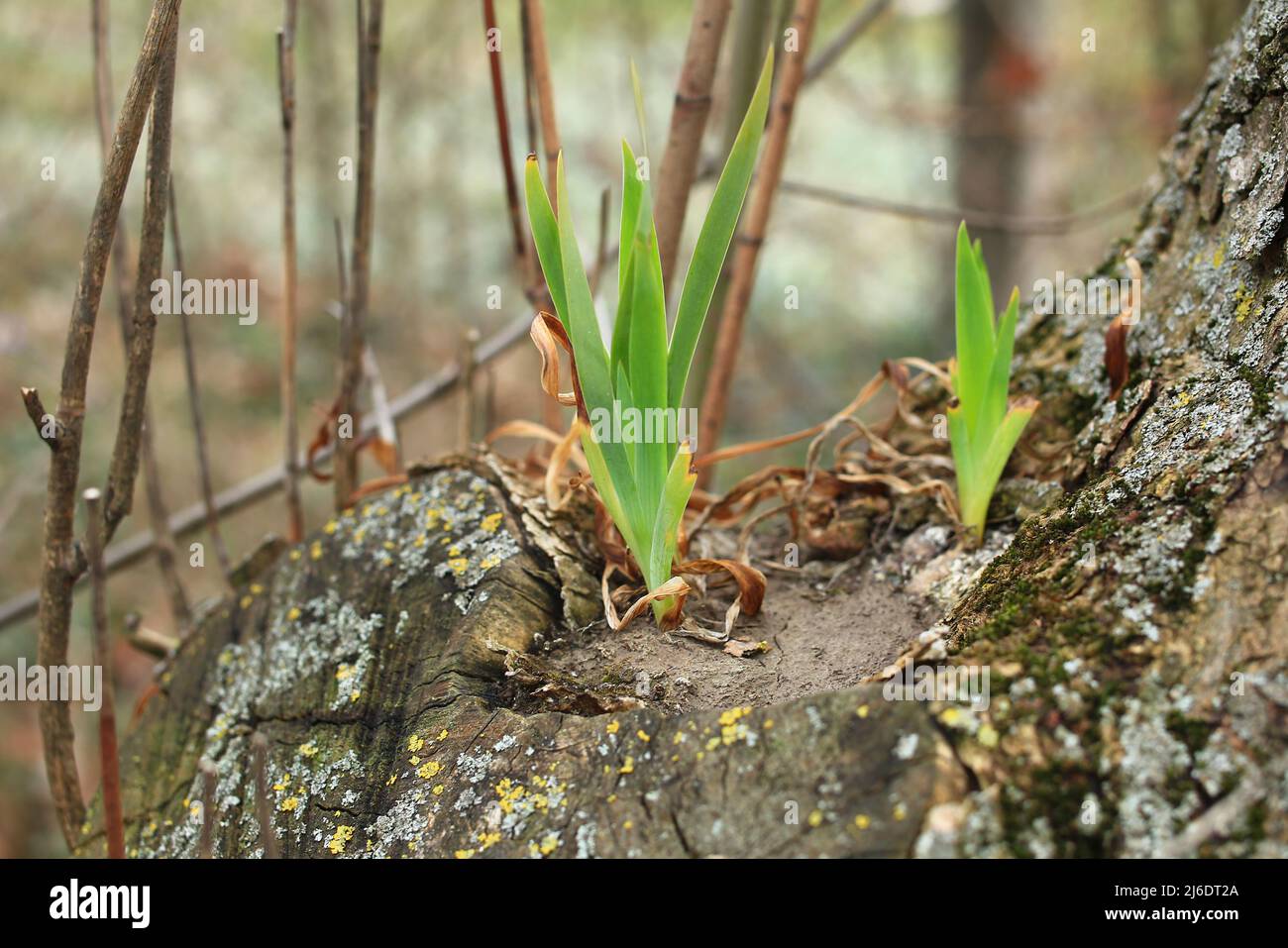 Fresh iris leaves growing from soil in a tree Stock Photo - Alamy