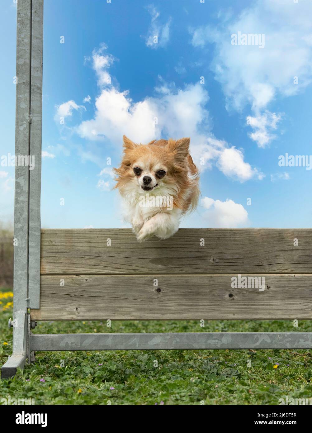 training for a chihuahua on a fence for obedience discipline Stock ...