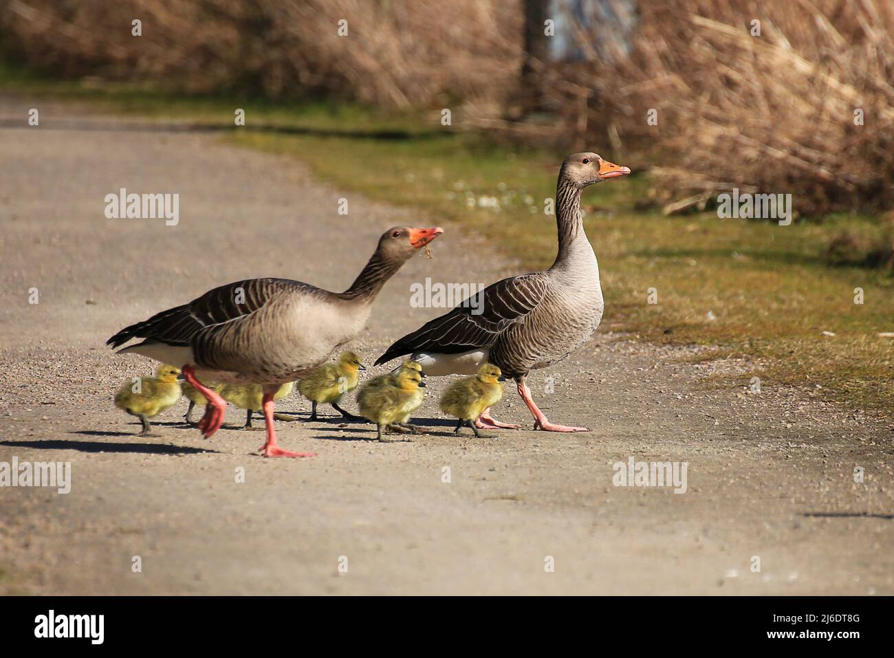Cute greylag goose family walking over path Stock Photo - Alamy