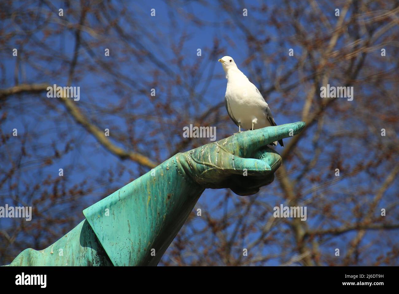 Europea herring gull (Larus argentatus) sitting on the hand of a ...