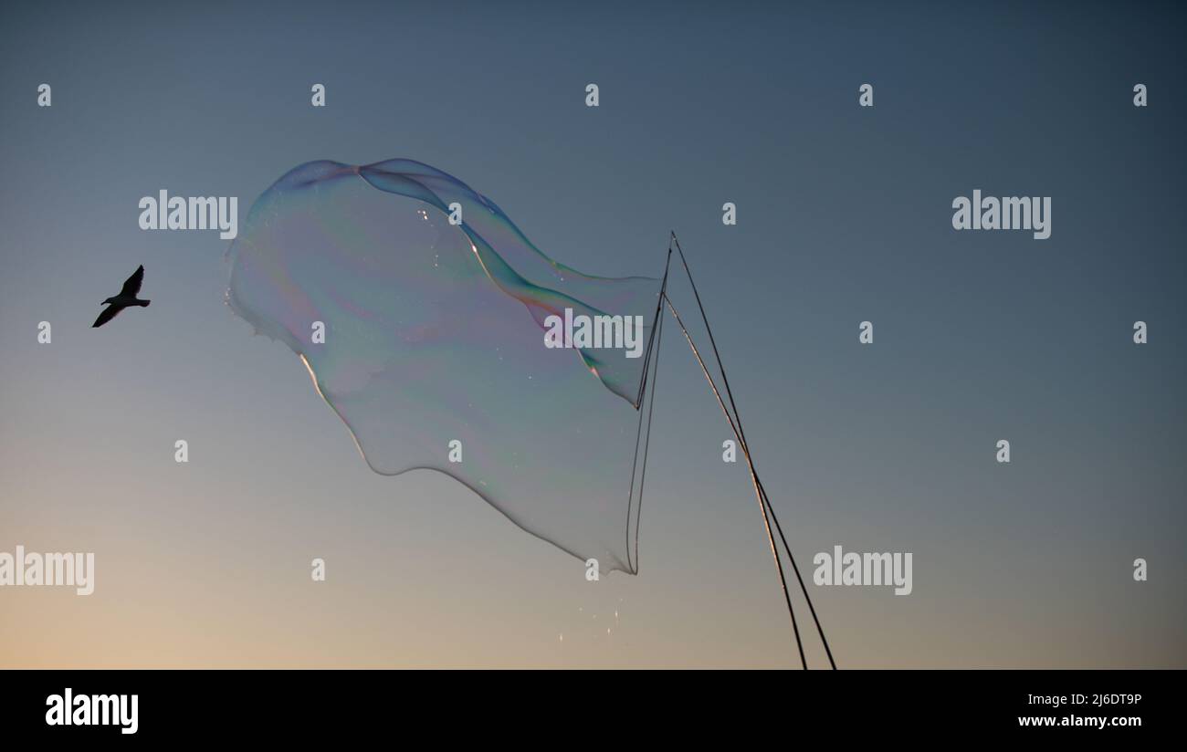 Huge bubbles. Blowing big soap bubbles in the air. Freedom, summer ...