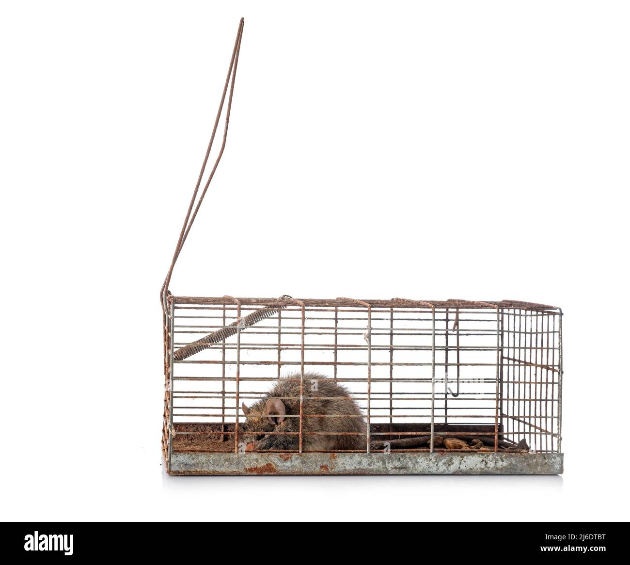 rat trap in front of white background Stock Photo - Alamy