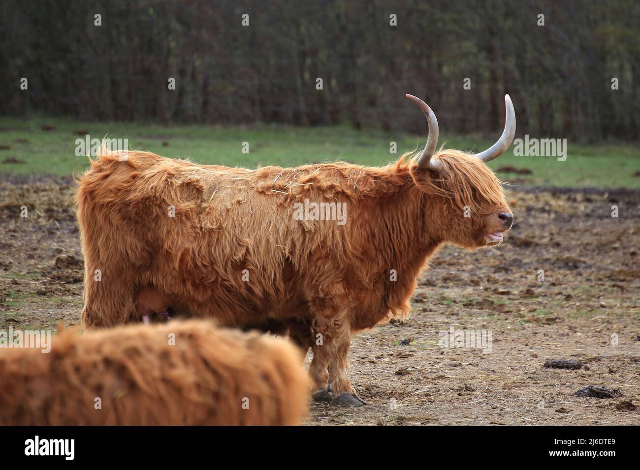Side view of highland cow hi-res stock photography and images - Alamy