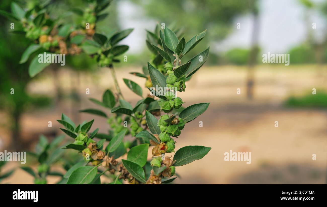 Withania somnifera plant known as Ashwagandha. Indian ginseng herbs ...