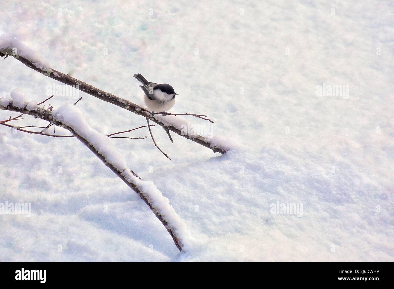 Willow tit (Poecile montanus) sitting on a snowy twig Stock Photo - Alamy