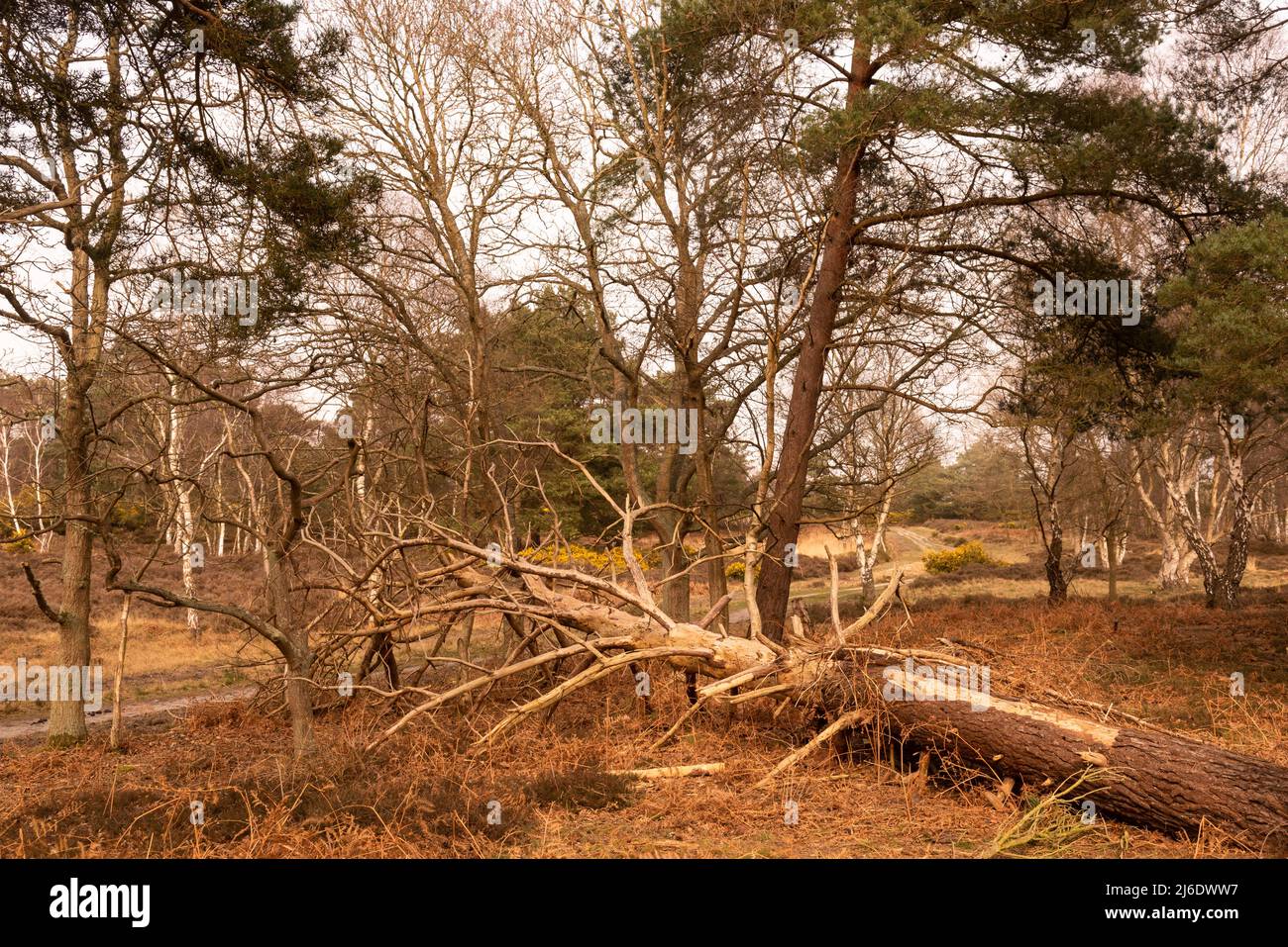 Fallen pine tree hi-res stock photography and images - Alamy