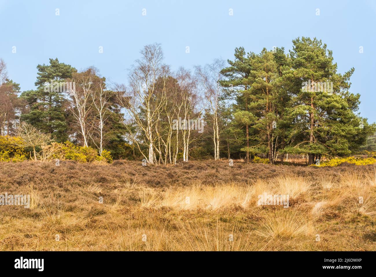 Scot's Pine, silver birch and gorse Stock Photo - Alamy