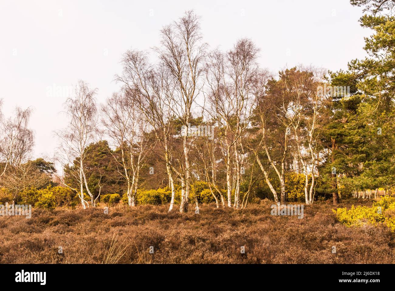Copse silver birch trees betula hi-res stock photography and images - Alamy