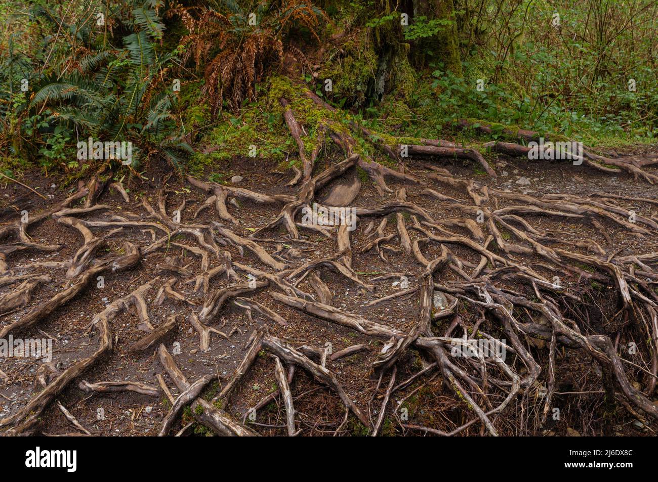 Trail through forest in summertime. Trees roots along the path. Roots ...