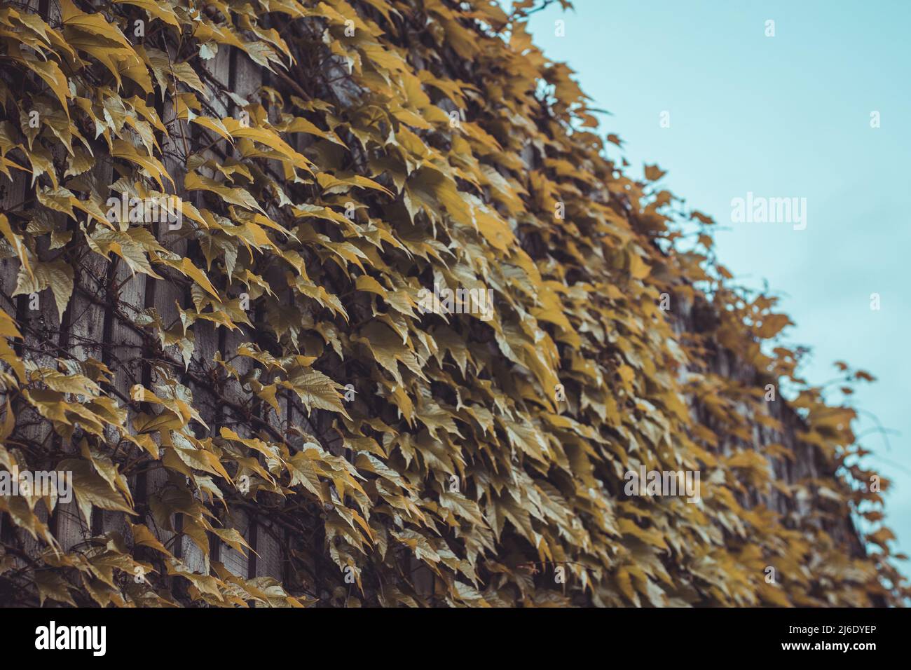 Green leaves climbing over a wooden facade made of wood tiles or slats ...