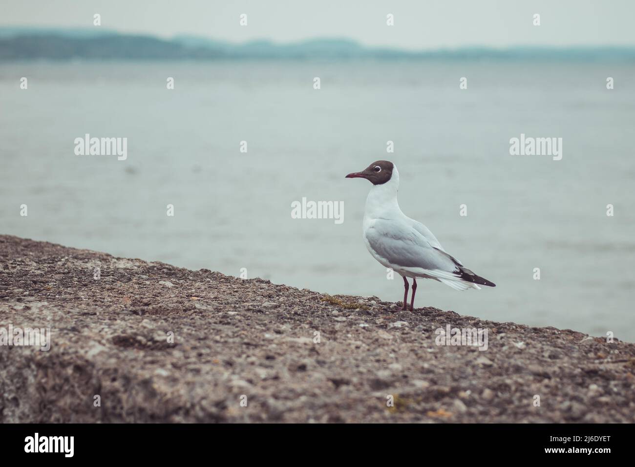 Funny looking seagull on the concrete pier standing and looking goofy ...
