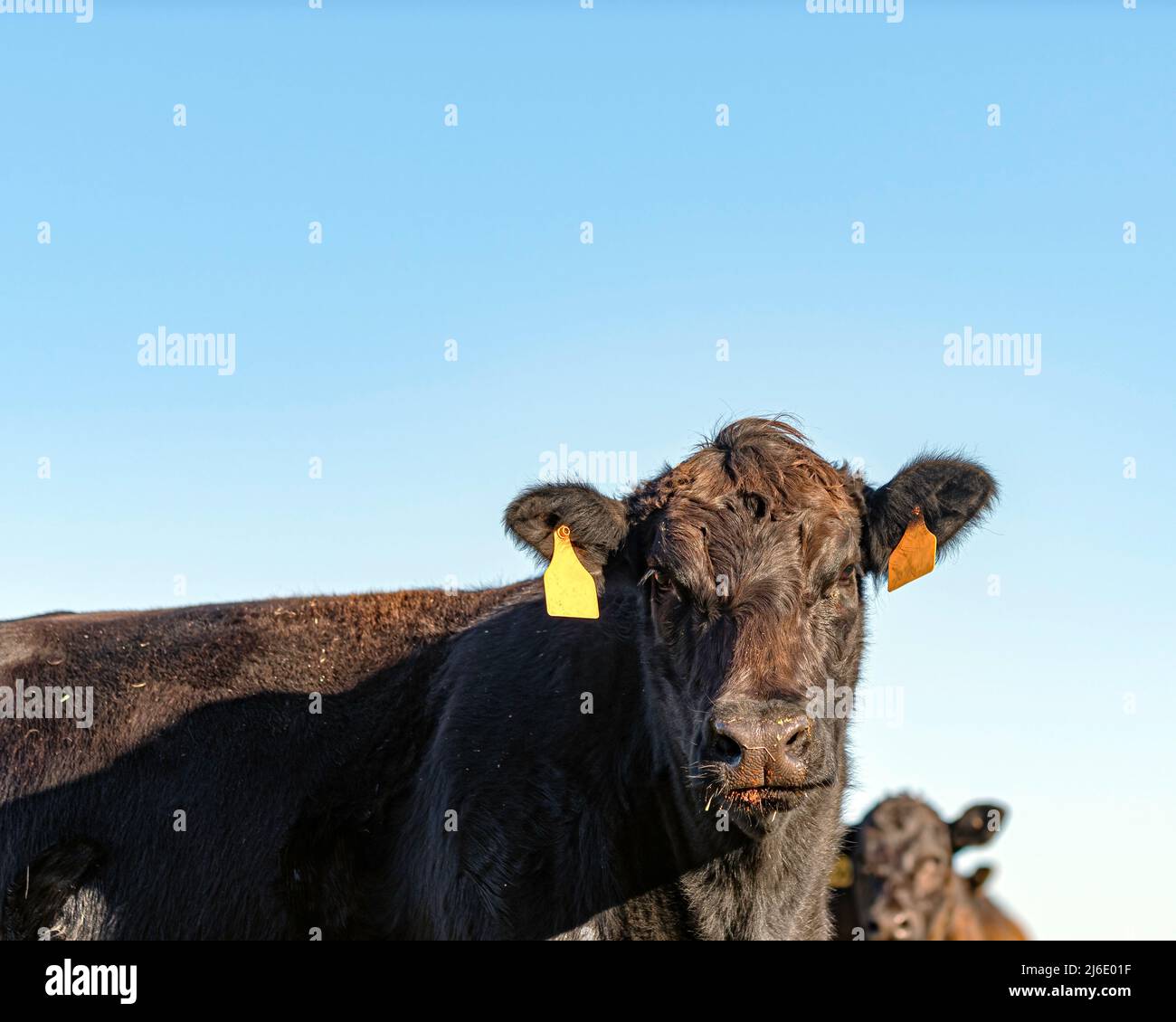 Commercial black Angus beef cow with blue sky negative space above ...