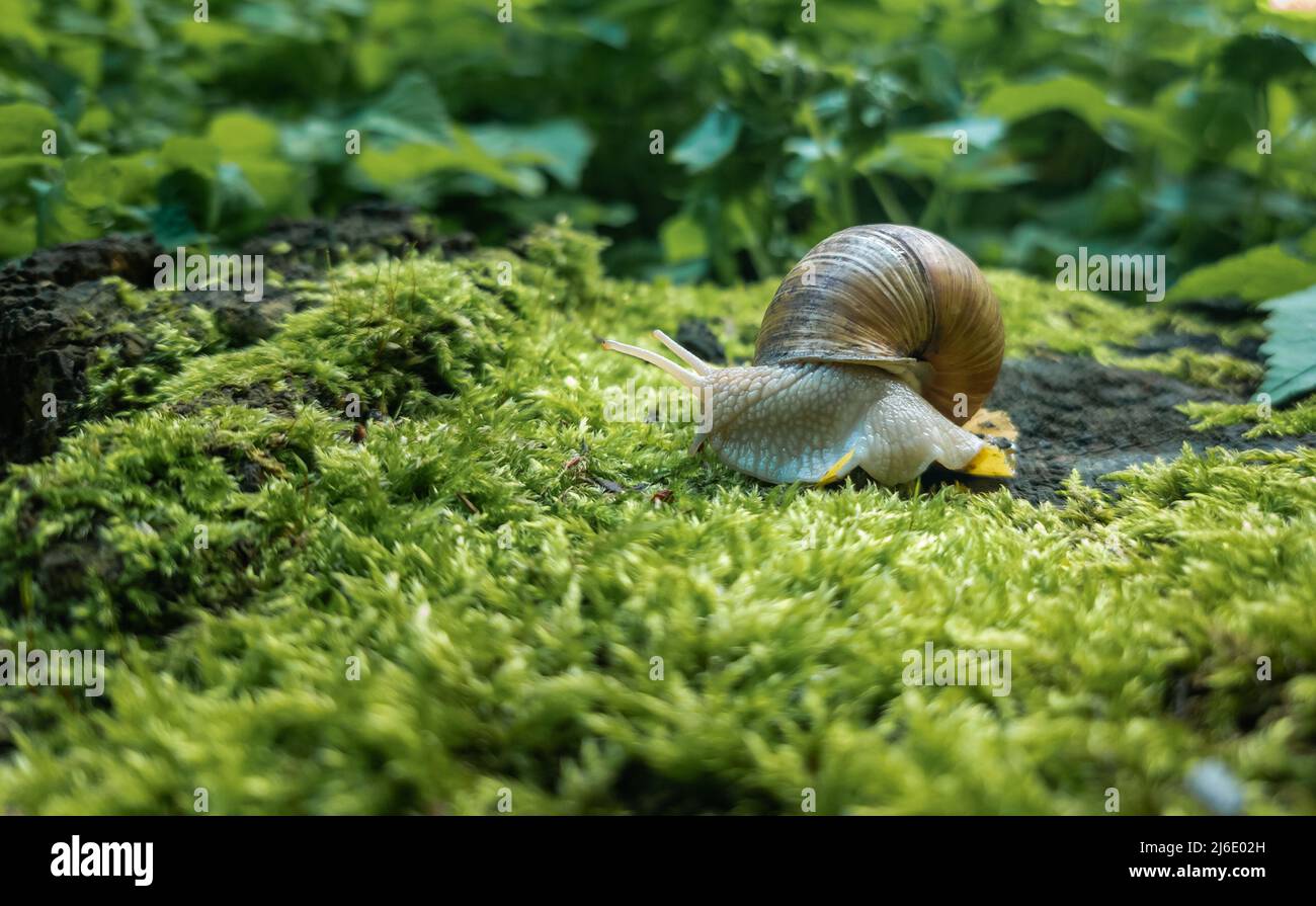 A large forest snail has exposed its antennae close-up on green moss in a forest thicket ...