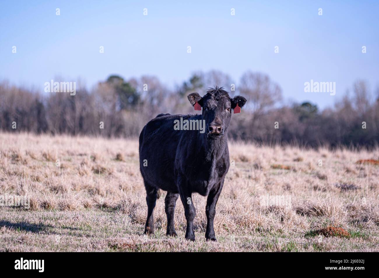 Commerical Angus brood cow in a dormant March pasture in central ...