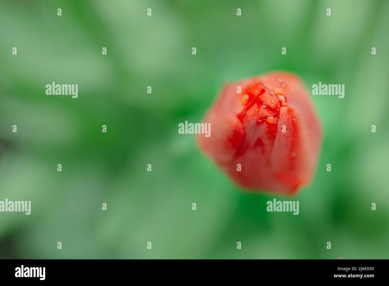 Red tulip with dew drops on the petals on a blurred green background ...