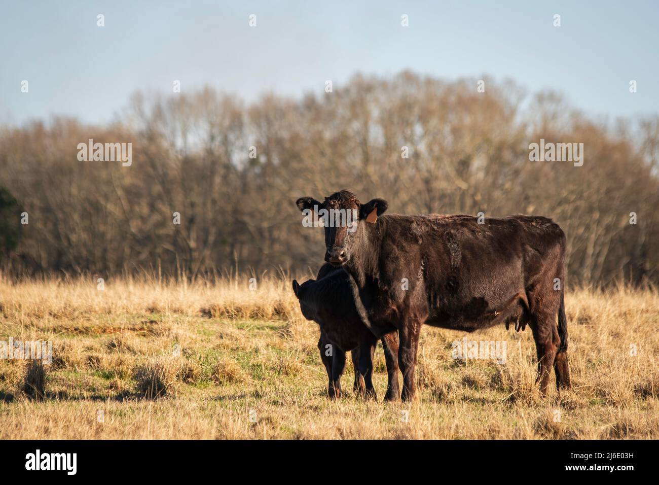 Commercial Angus cow-calf pair in a March pasture in central Alabamma ...