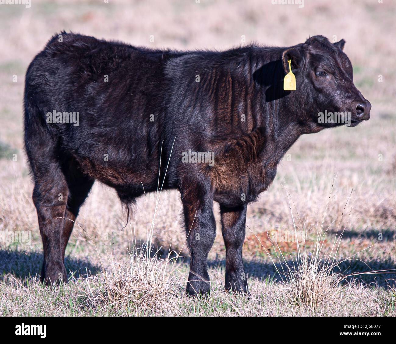 Commercial Angus bull calf in a March pasture in Alabama Stock Photo ...