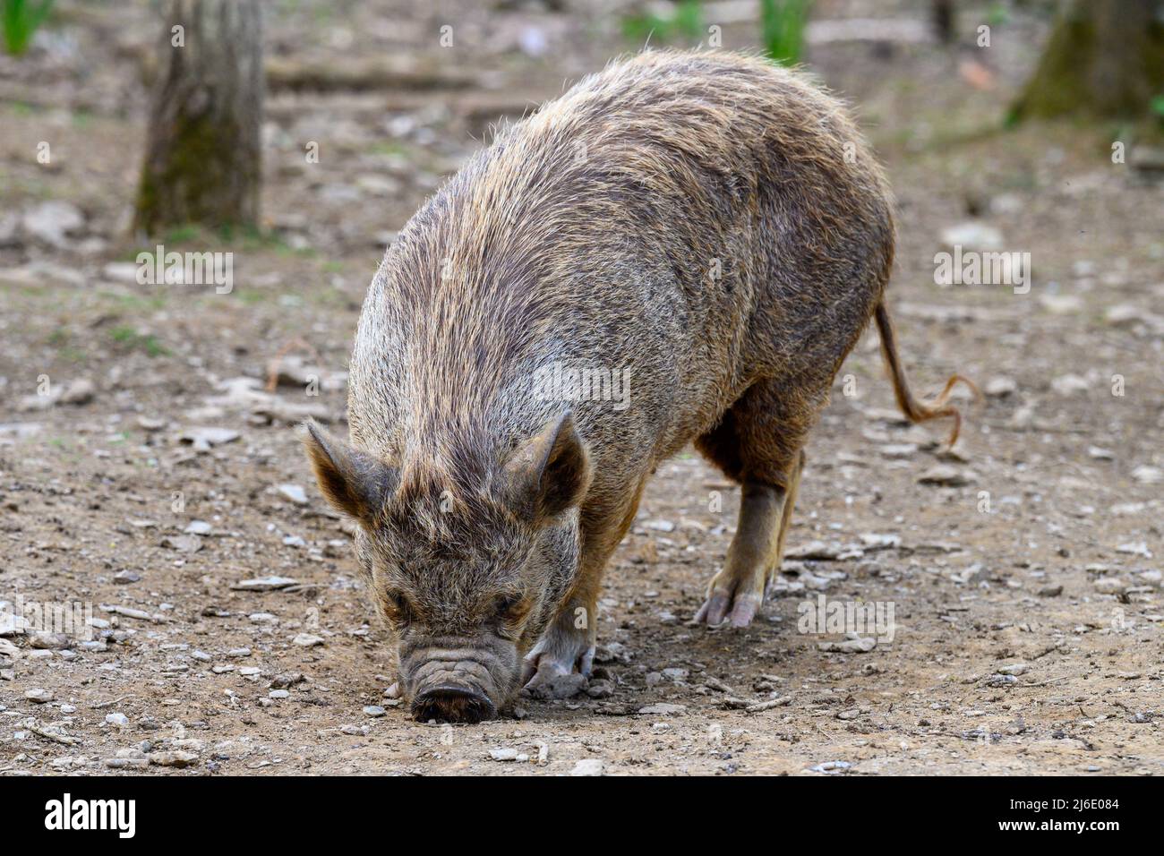 One Pig foraging for food Stock Photo - Alamy