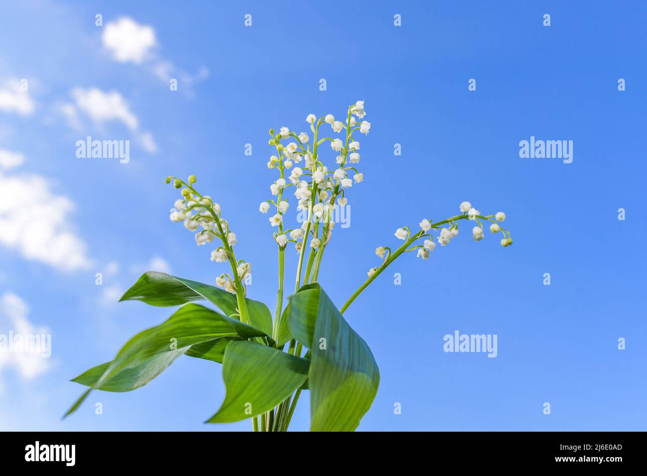 A Lily Of The Valley is the symbol of tradition in France to be offered ...