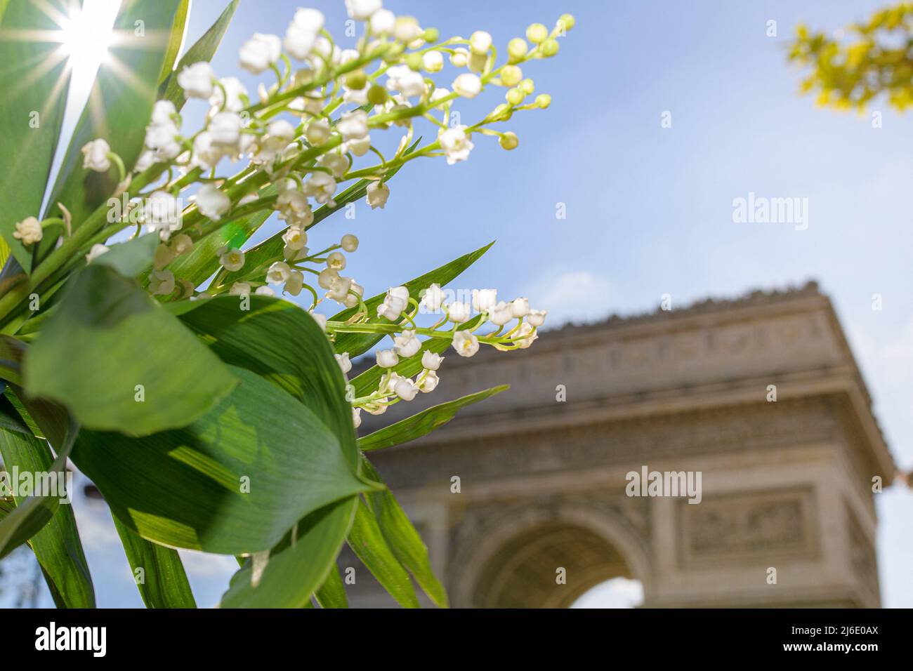 A Lily Of The Valley is the symbol of tradition in France to be offered ...