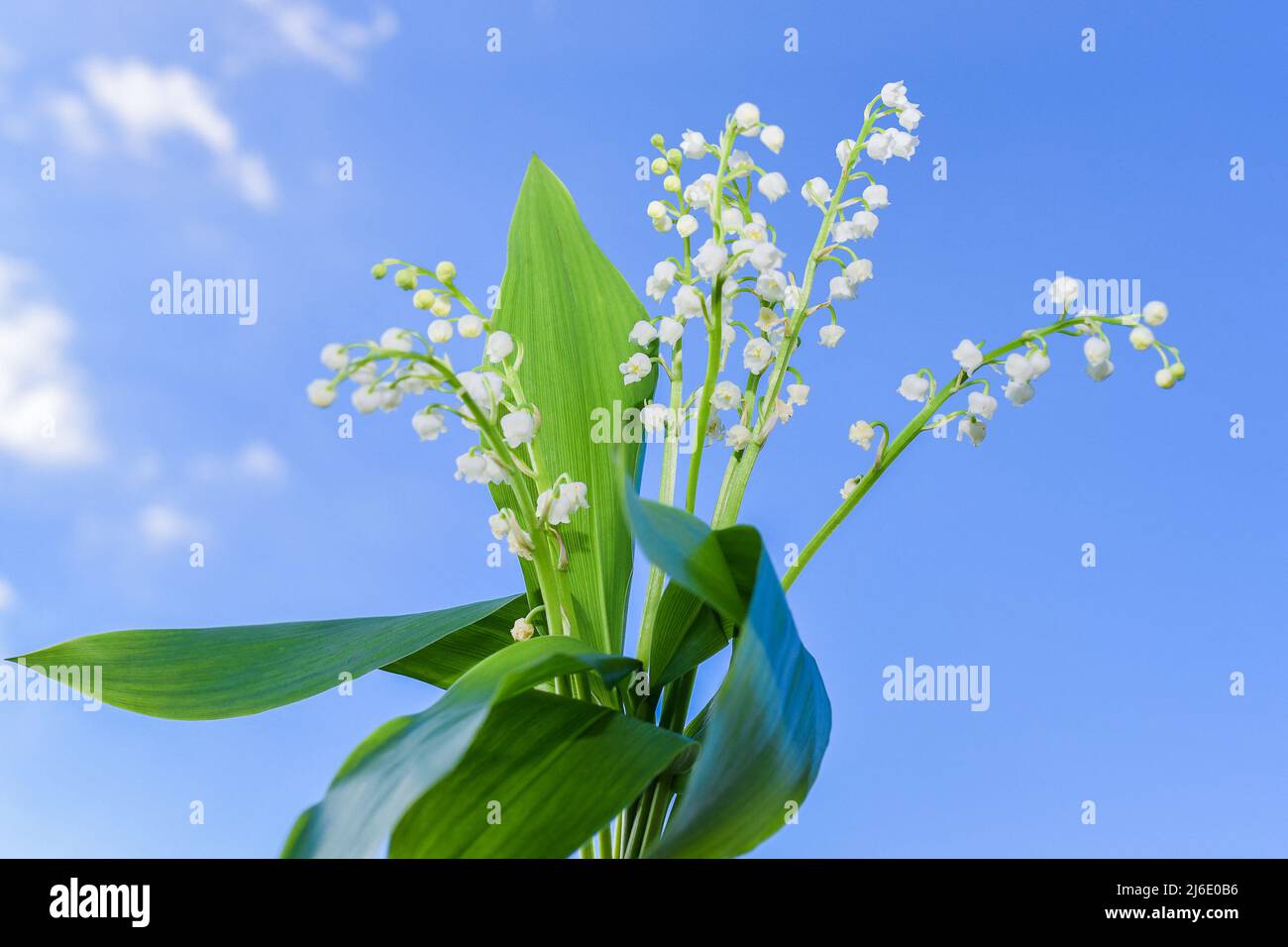 A Lily Of The Valley is the symbol of tradition in France to be offered ...