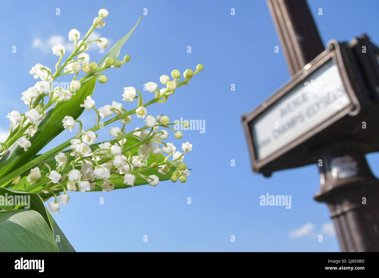 A Lily Of The Valley is the symbol of tradition in France to be offered ...