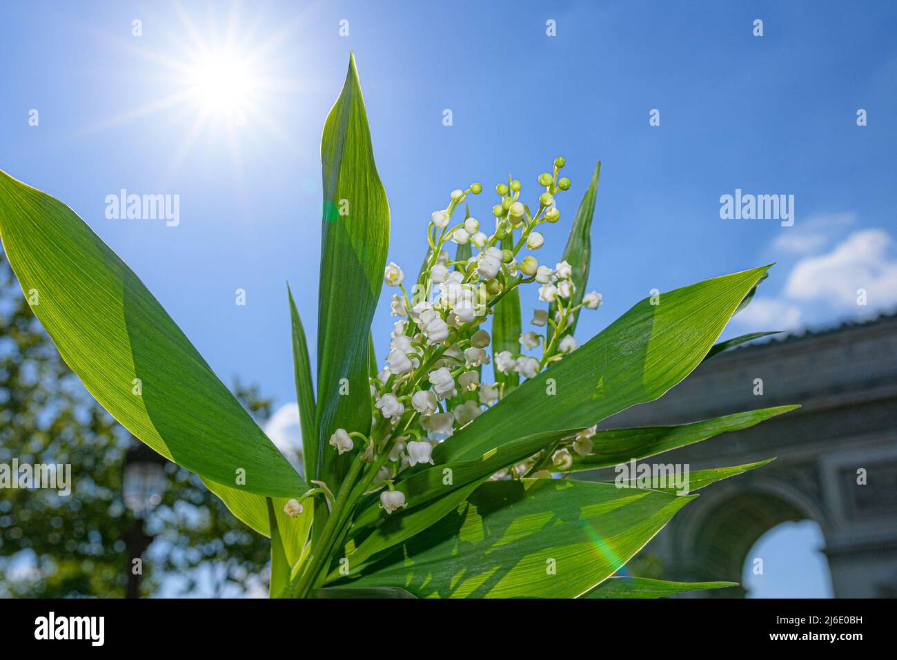 A Lily Of The Valley is the symbol of tradition in France to be offered ...