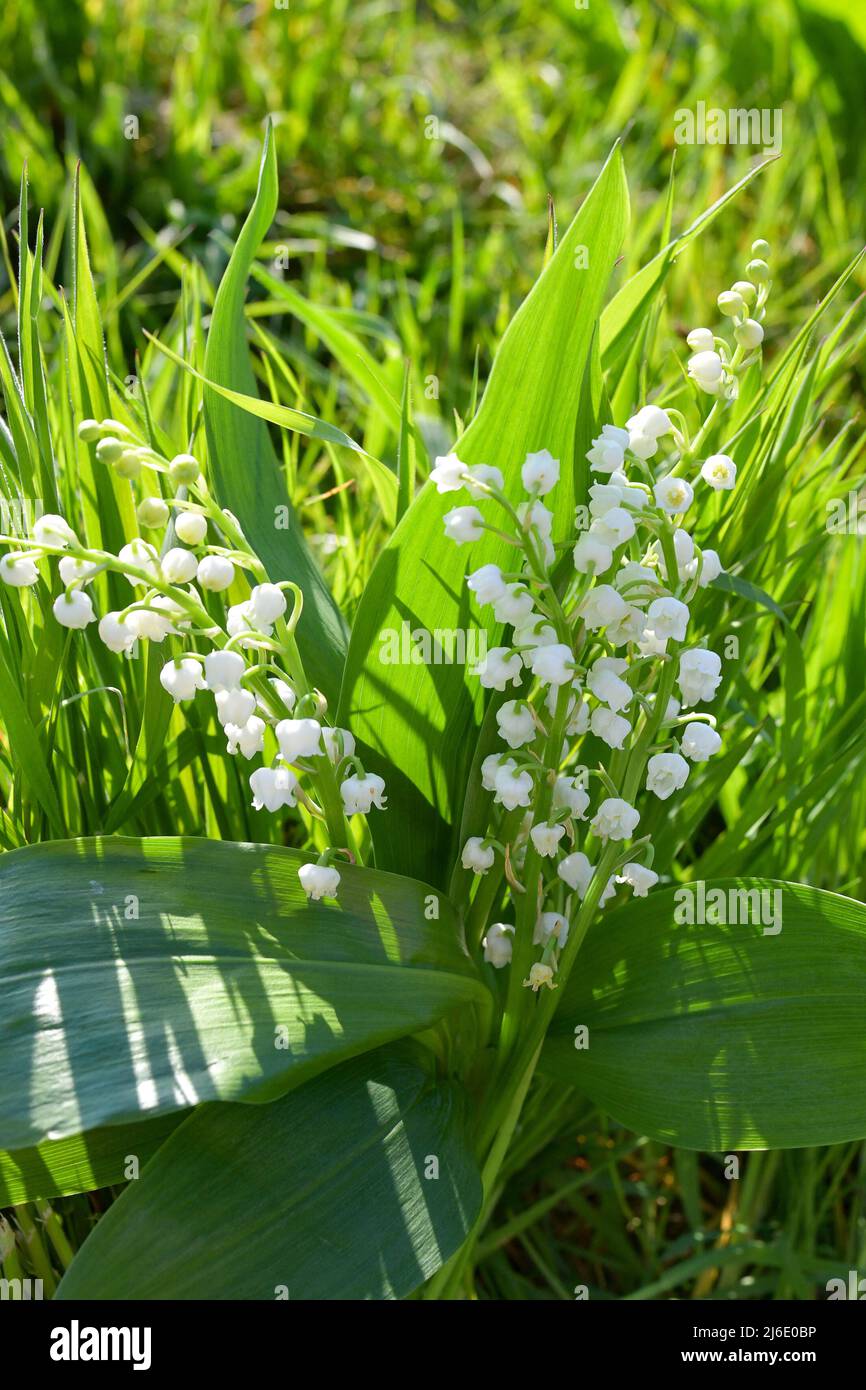A Lily Of The Valley is the symbol of tradition in France to be offered ...