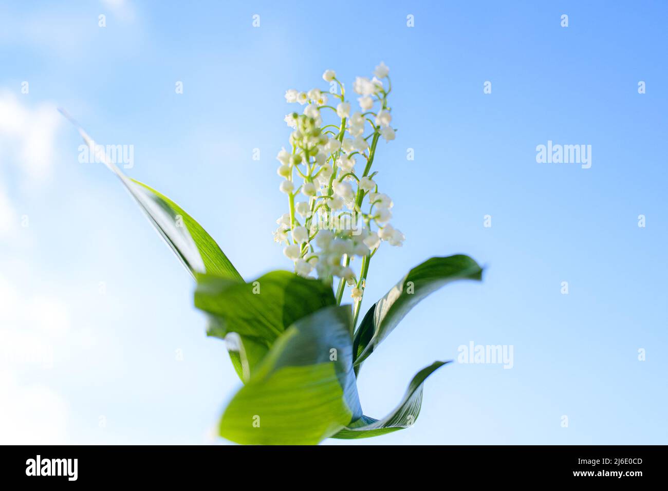 A Lily Of The Valley is the symbol of tradition in France to be offered ...