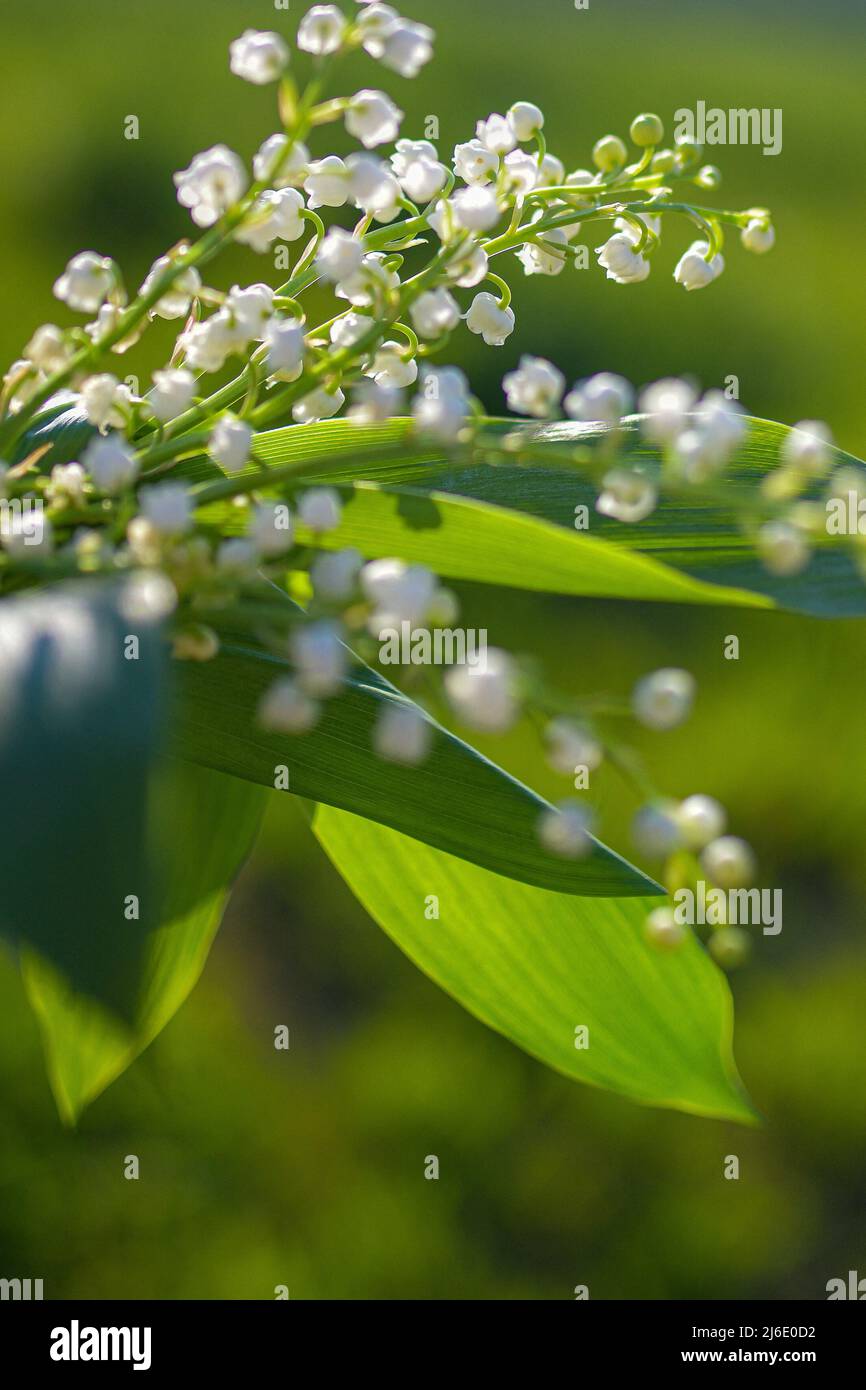 A Lily Of The Valley is the symbol of tradition in France to be offered ...