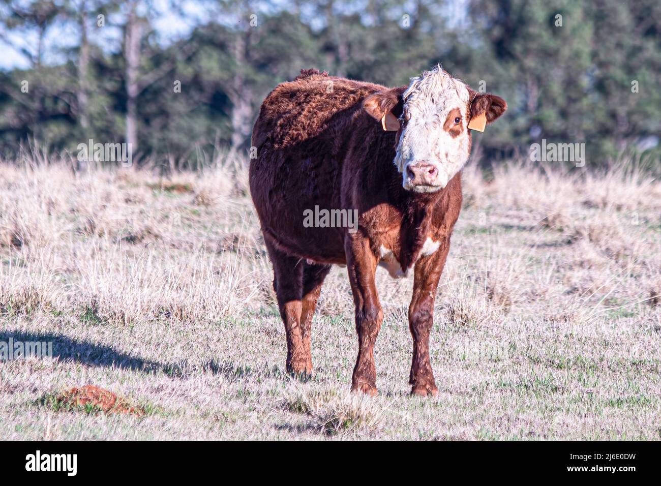 Crossbred brood cow with massive swelling on the right side of her face ...