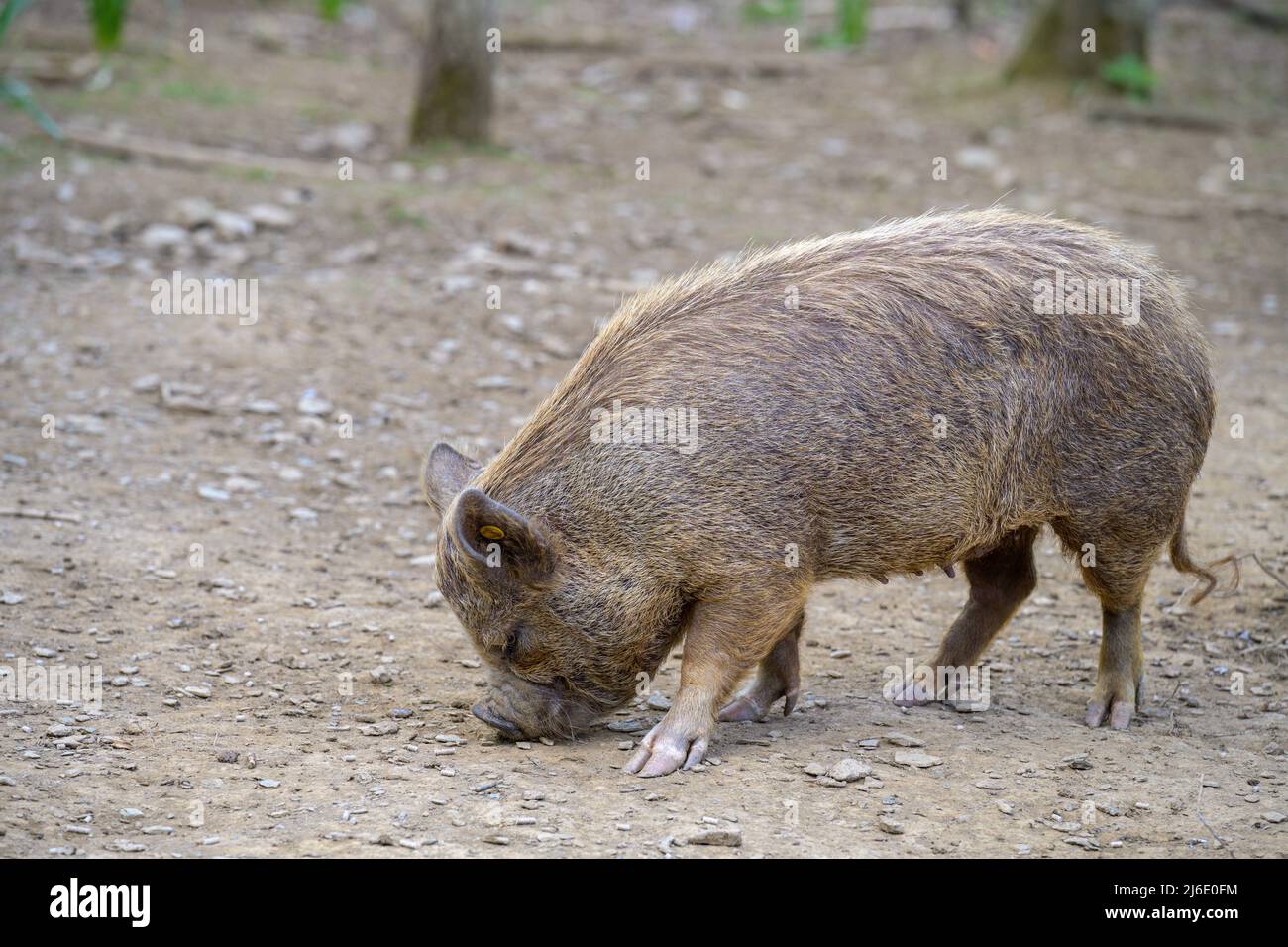 One Pig foraging for food Stock Photo - Alamy