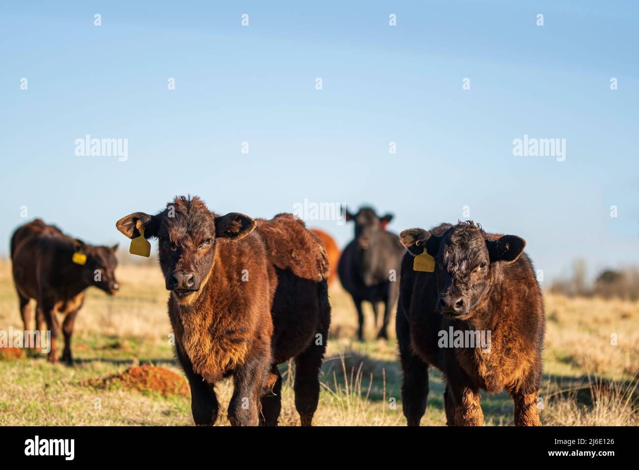 Two commercial Angus calves in a March pasture with negative space ...