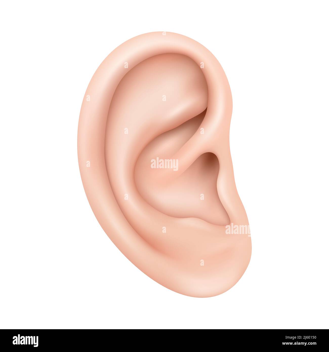 Realistic human ear isolated on white background. Human ear organ ...