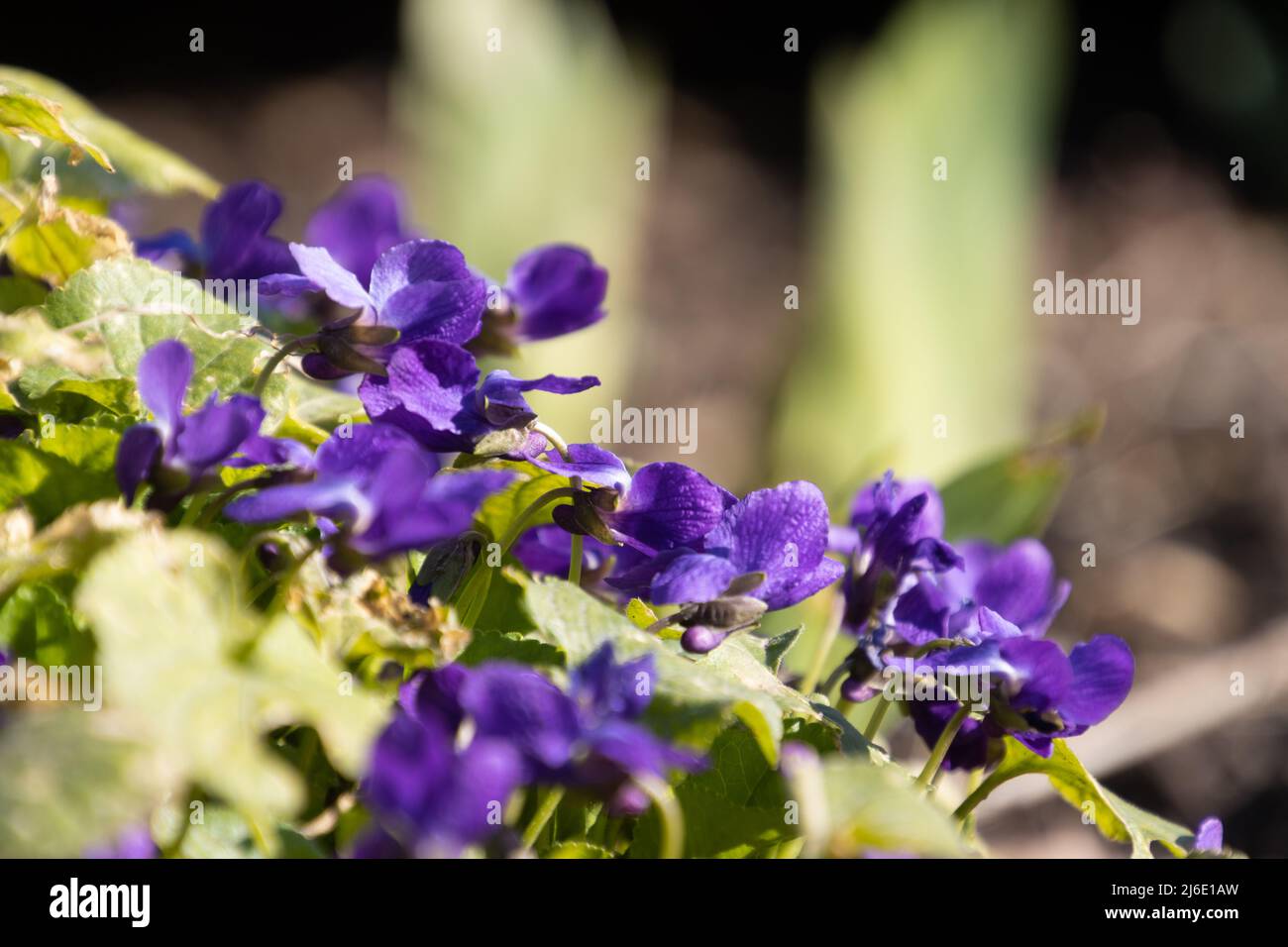 Bunch of blooming violets, also called Viola odorata or veilchen Stock ...
