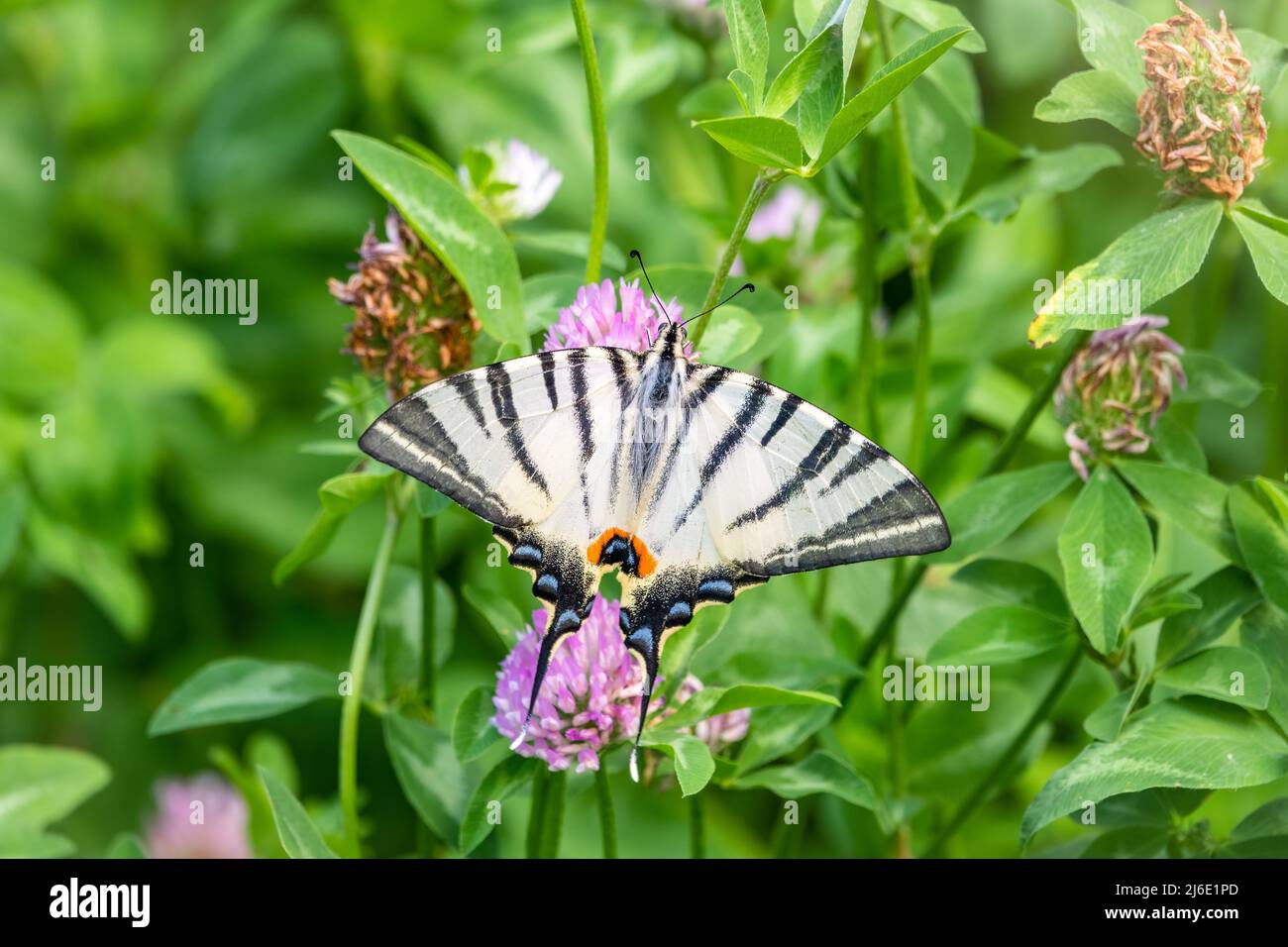 Beautiful Butterfly Scarce Swallowtail, Sail Swallowtail, Pear-tree ...