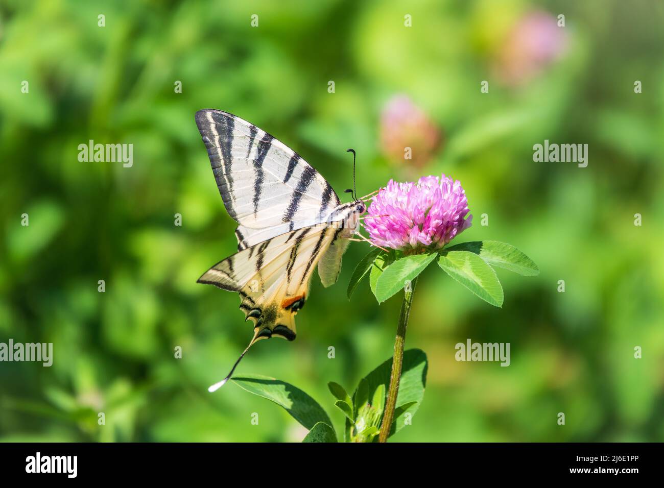 Beautiful Butterfly Scarce Swallowtail, Sail Swallowtail, Pear-tree ...