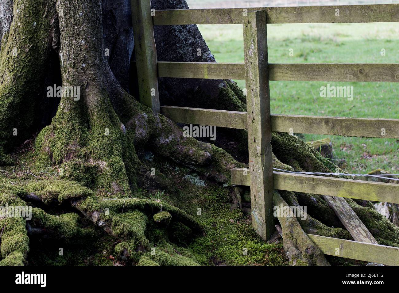 Tree roots and trunk with algae growth and old wooden fence Stock Photo ...