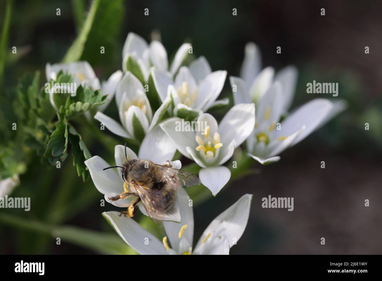 birds milk ornithogalum star of bethlehem flower in white spring Stock ...