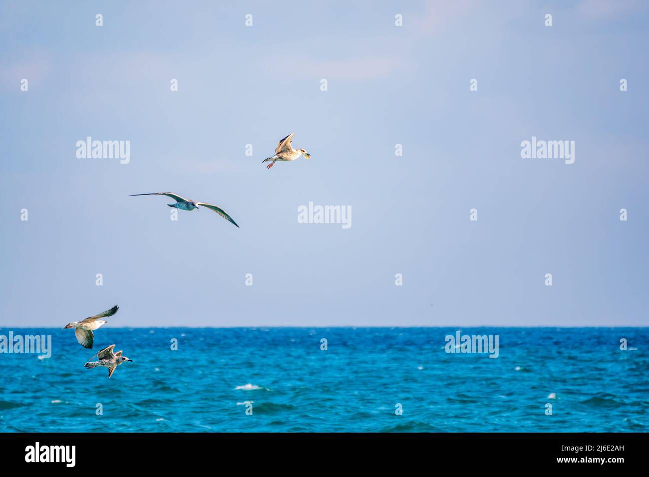 Four sea gulls in the clear blue sky. The Great black-backed gull ...