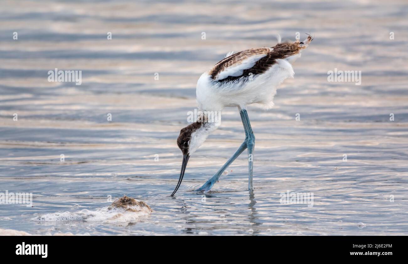 Water bird pied avocet, Recurvirostra avosetta, feeding in the lake ...