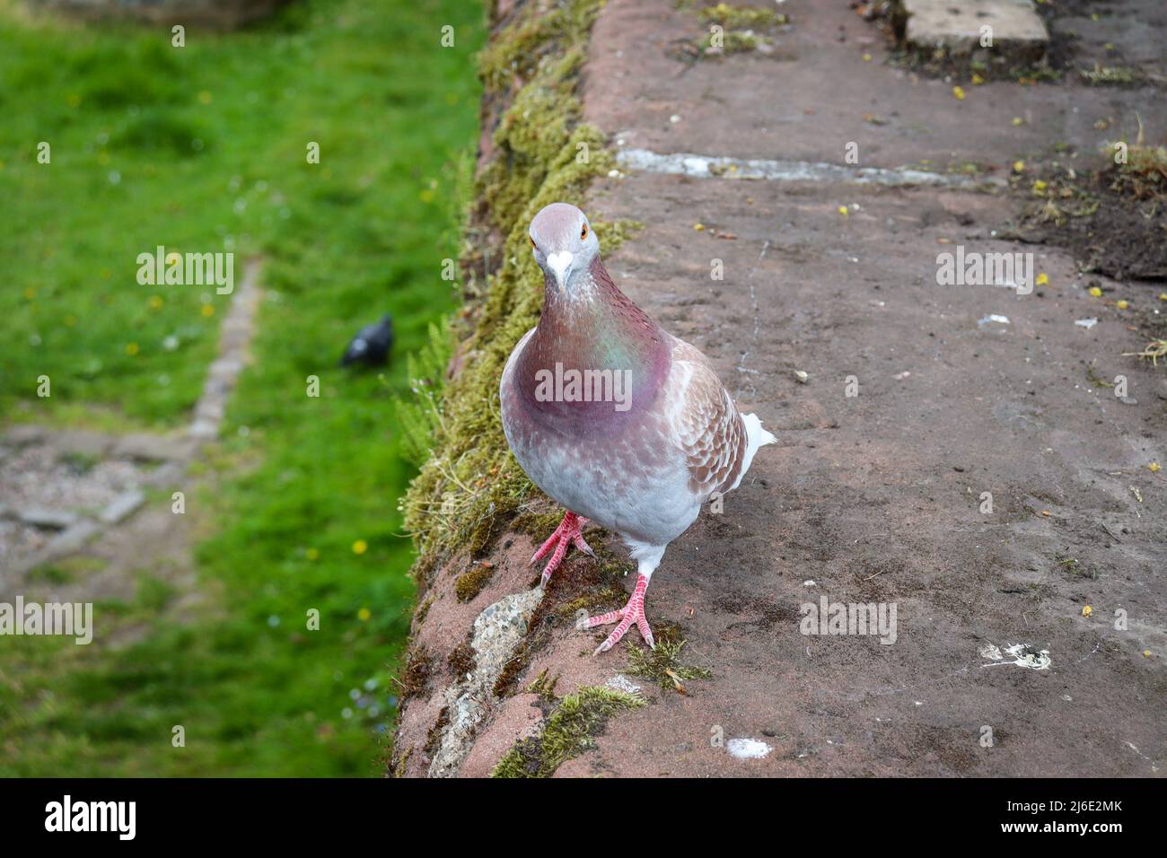 Roman pigeon hi-res stock photography and images - Alamy
